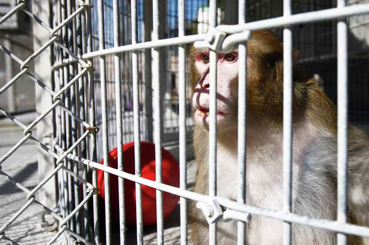 Fat-zapping drug doesn't monkey around