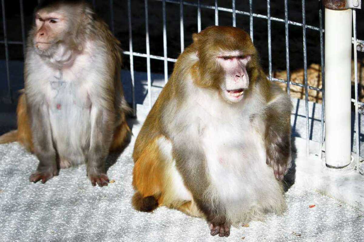 Fat-zapping drug doesn't monkey around