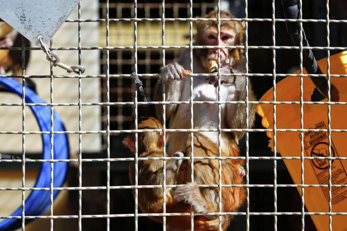 Fat-zapping drug doesn't monkey around