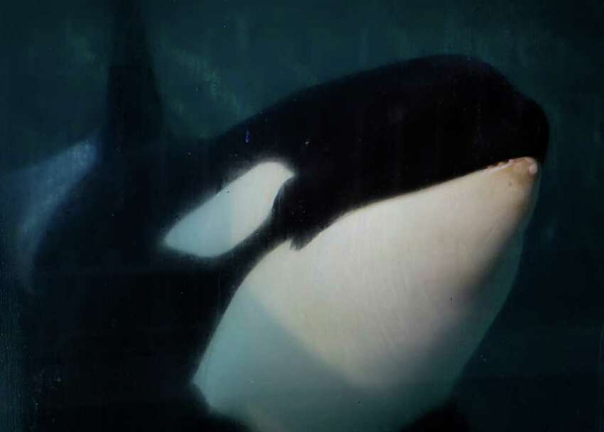 Morgan the killer whale