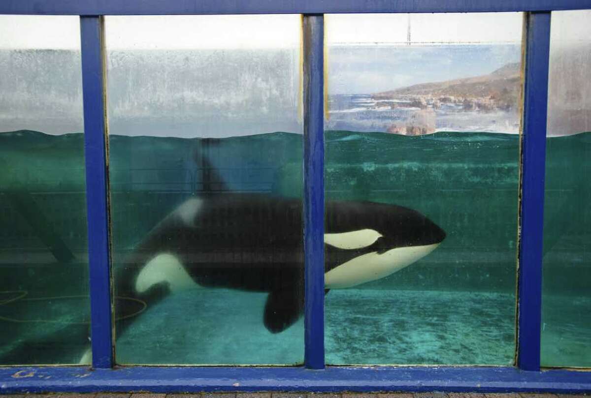 Morgan the killer whale