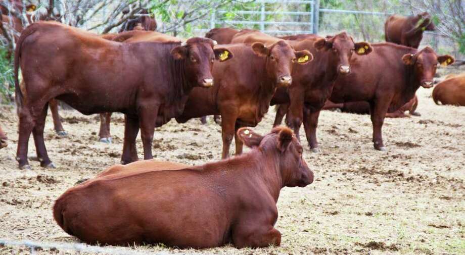 There's history aplenty at Texas' King Ranch - San Antonio Express-News