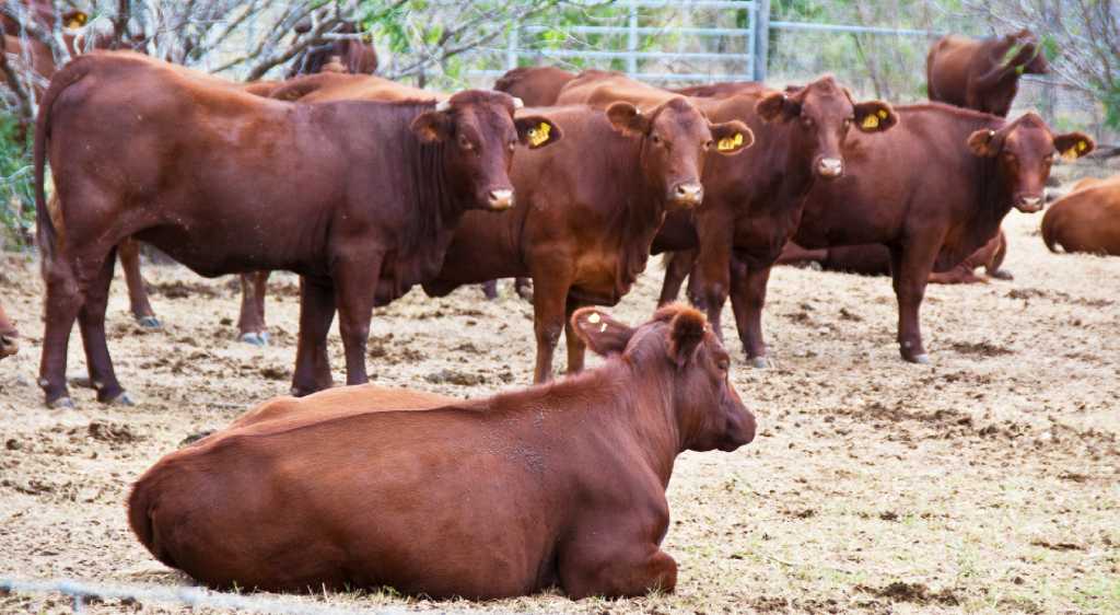There's history aplenty at Texas' King Ranch