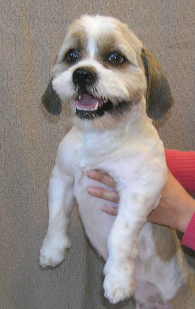 Pethouse Pet of the Week: Monk