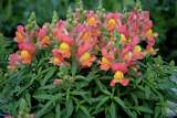 Snapdragons bring garden alive