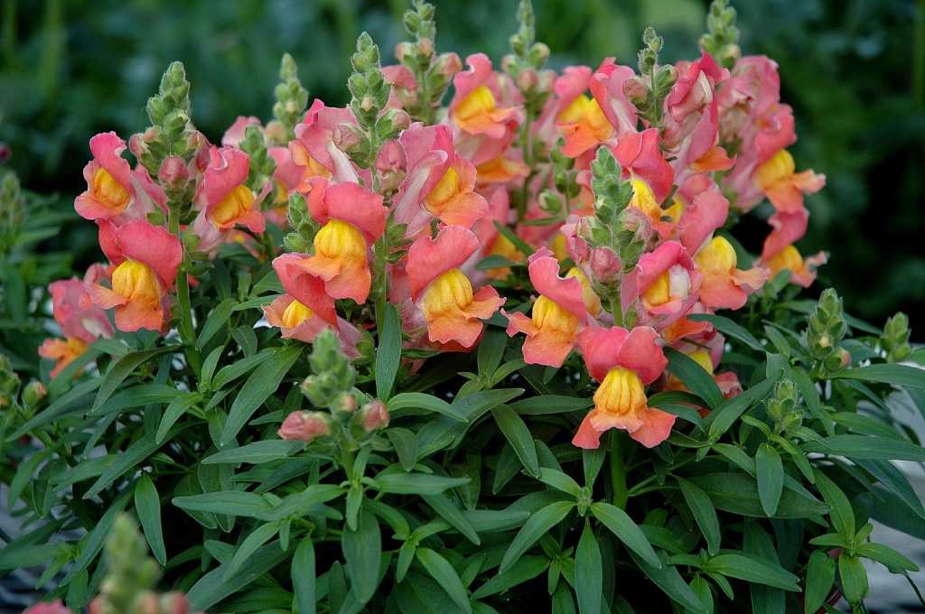 Snapdragons bring garden alive