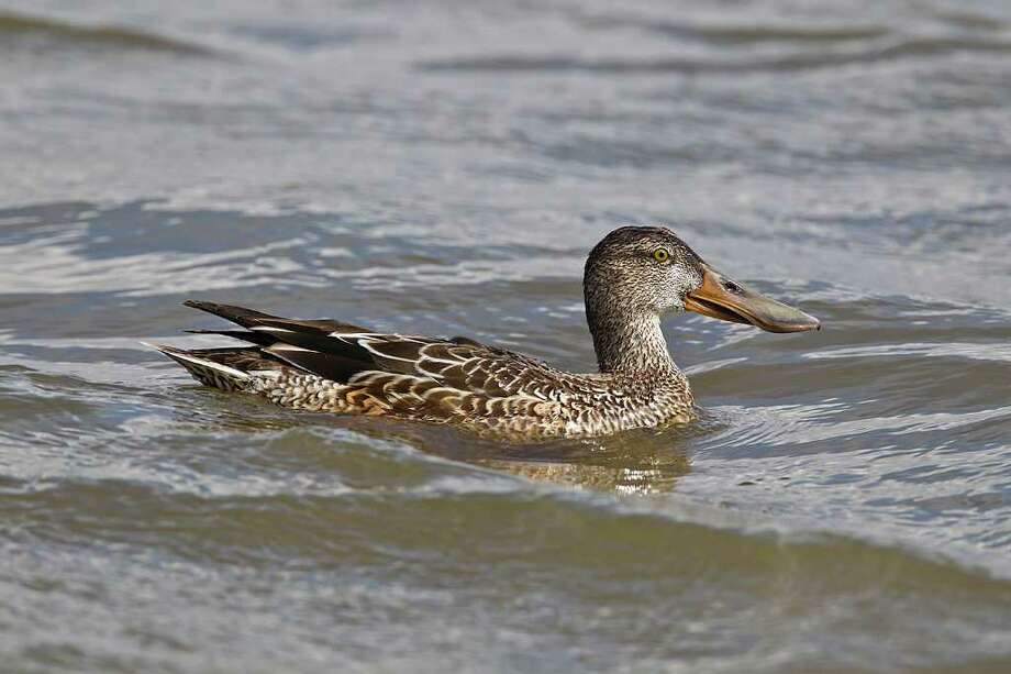 Ducks, regular winter visitors to Texas, are arriving - San Antonio ...