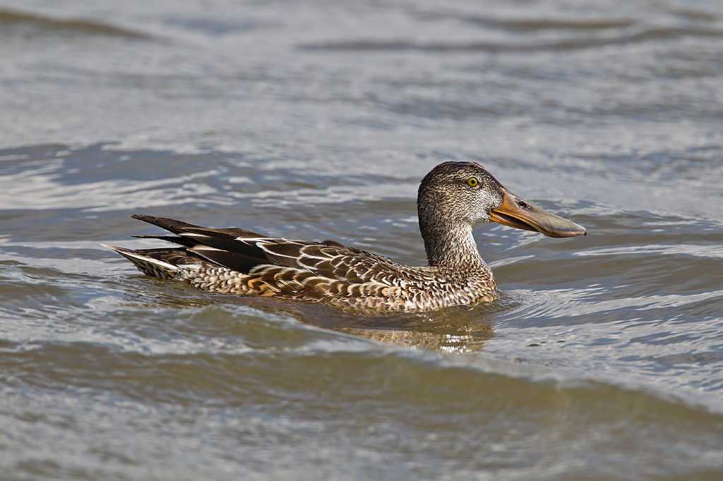 Ducks, regular winter visitors to Texas, are arriving