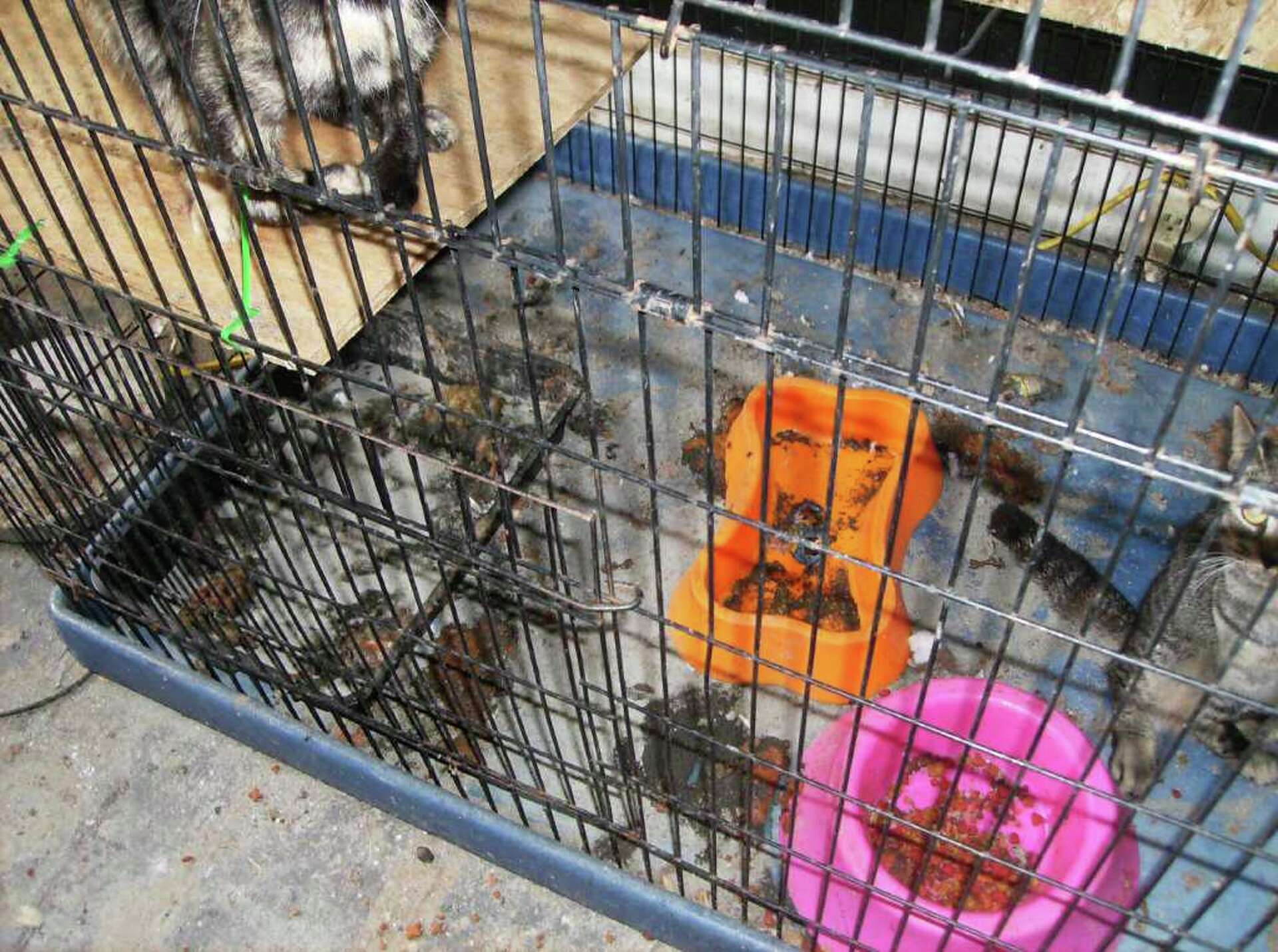 Hoarding: Too many pets and not enough solutions