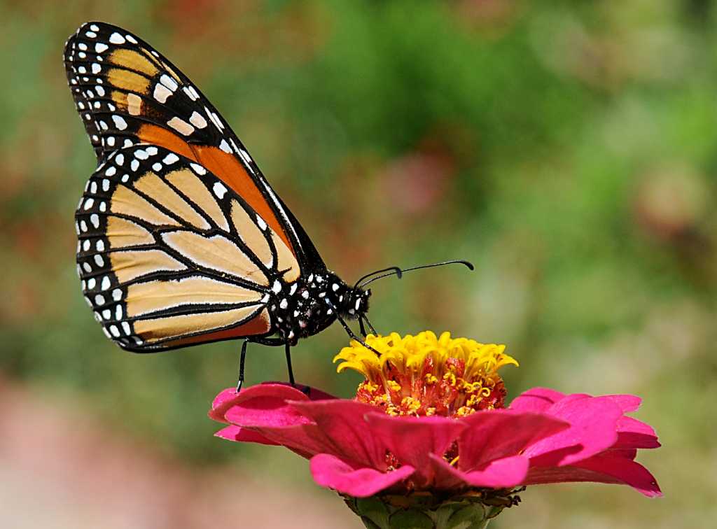Rough ride south for monarch butterflies