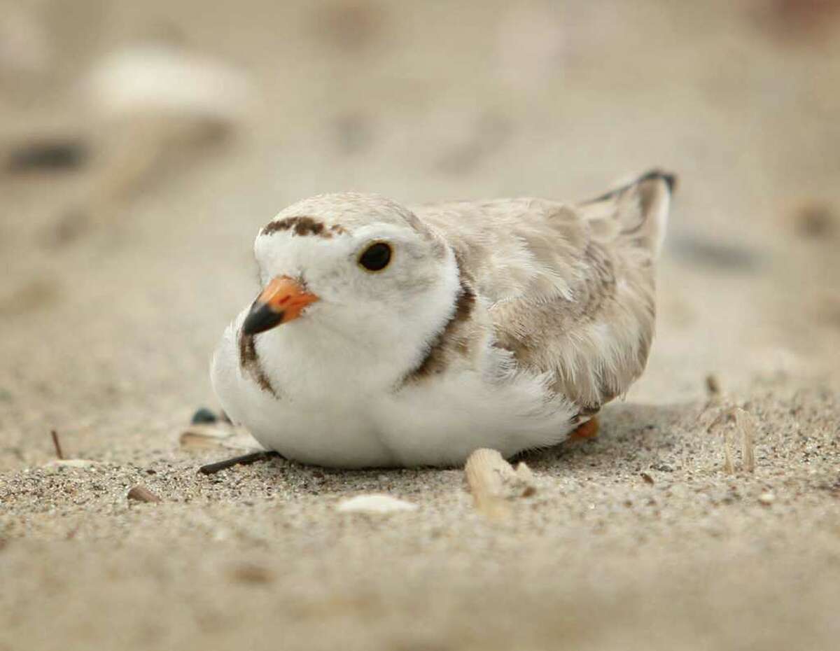 Despite storms, plover nesting rates encouraging