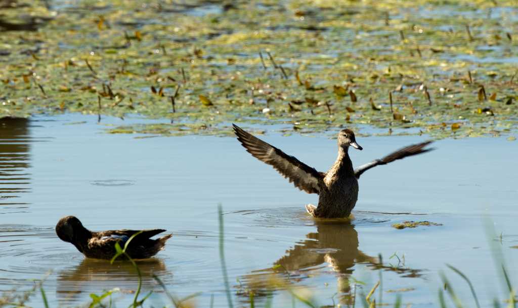 Nature's method could bring hope to Trinity River