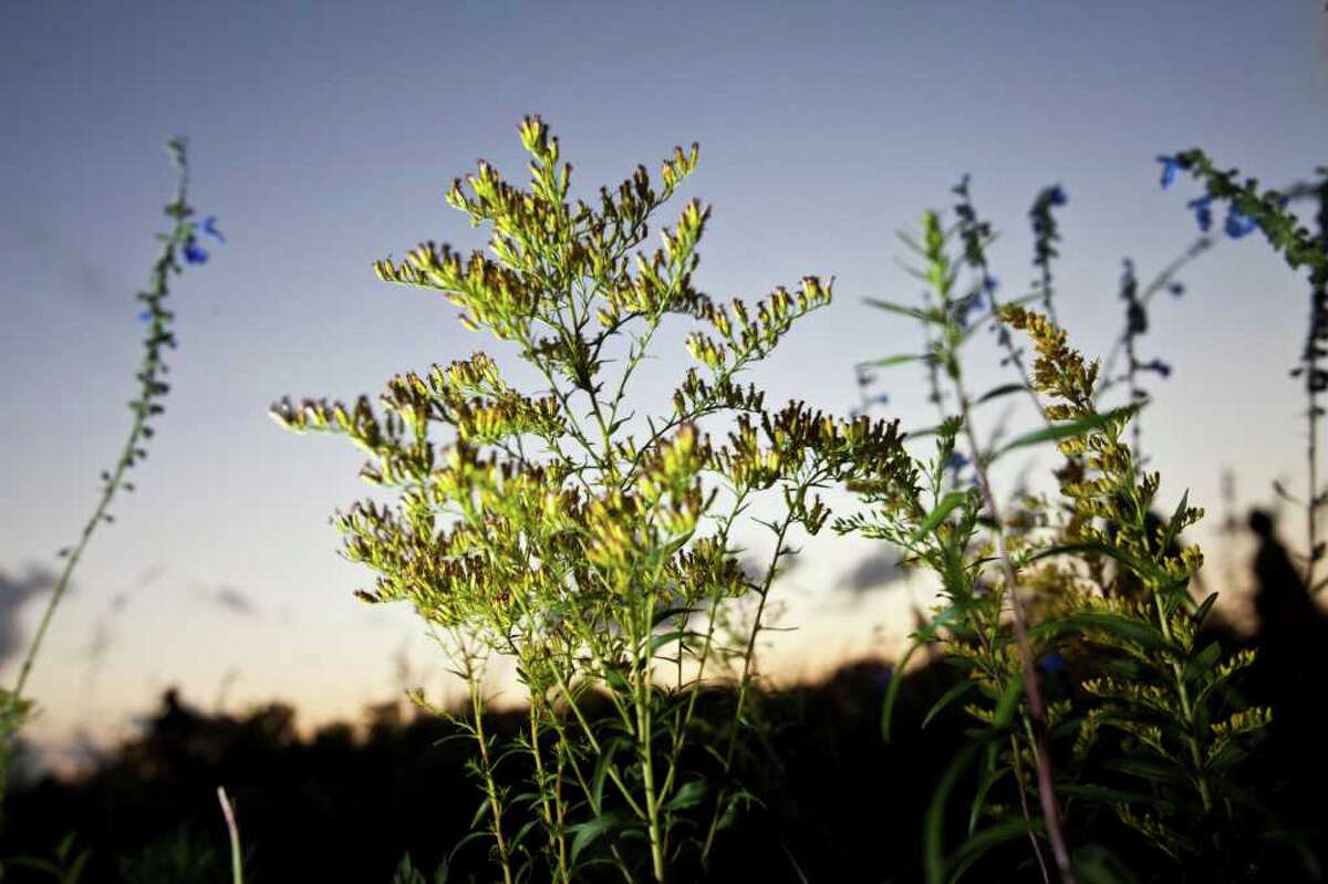 Gray: The prairie hunters