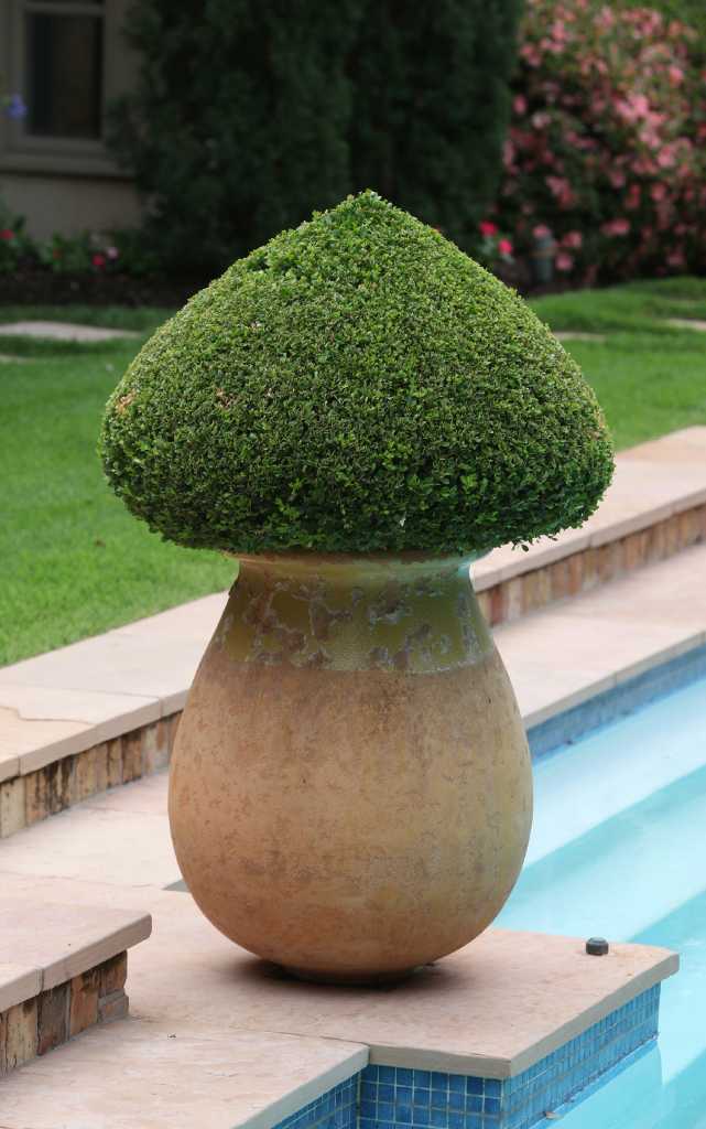 Green up the house and patio