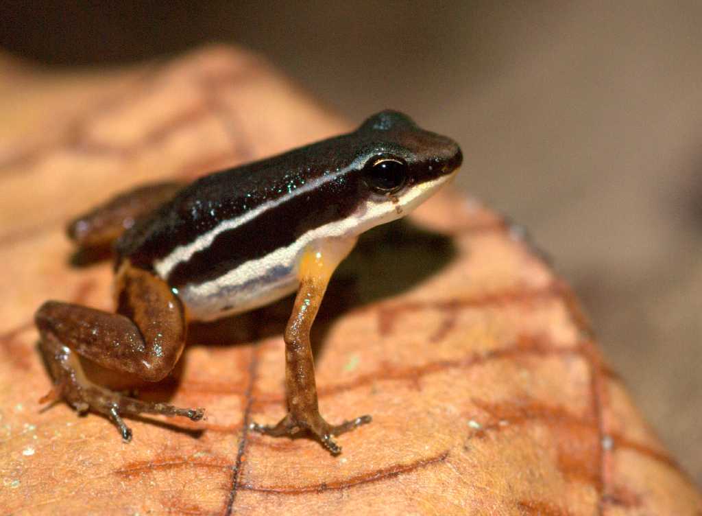 Frogs endangered by triple threat