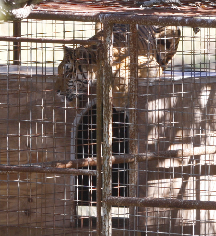 'Loose animals' call is false