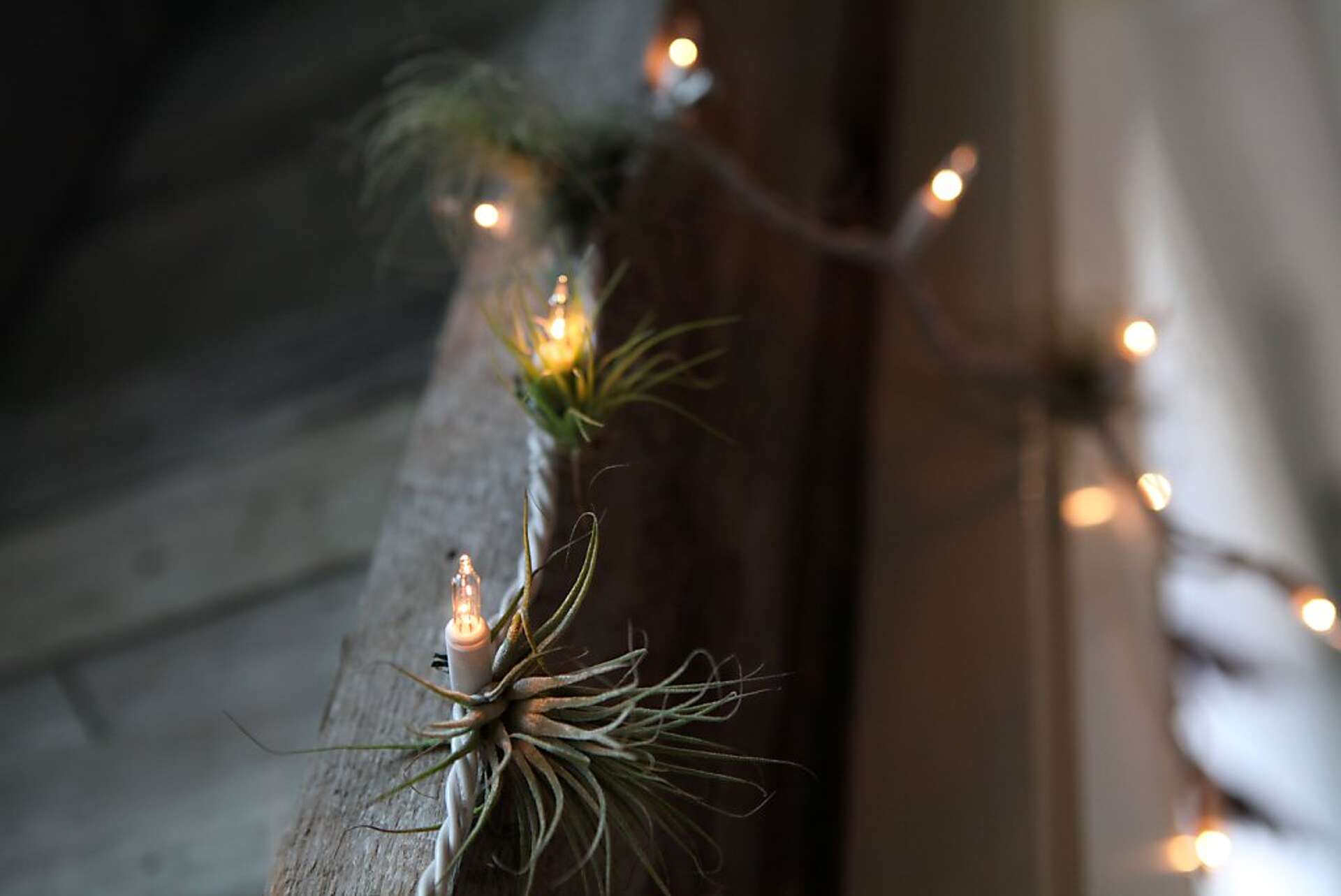 Native foliage gives local color for holiday decor