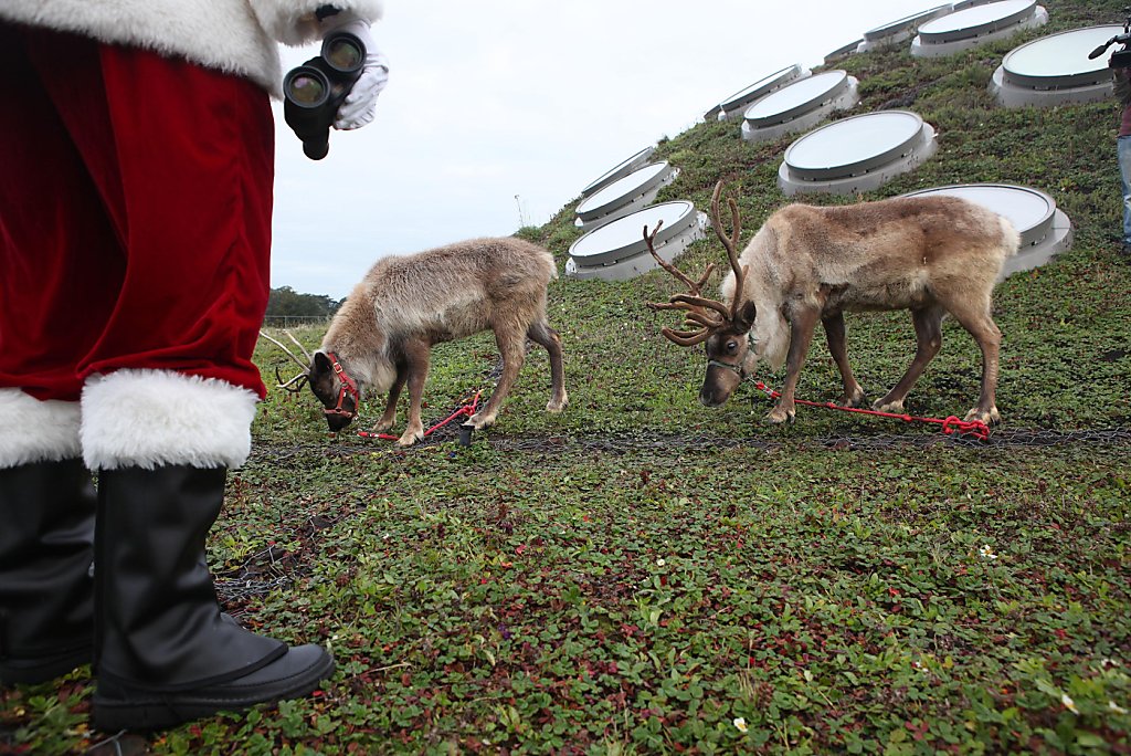 Reindeer on the roof!
