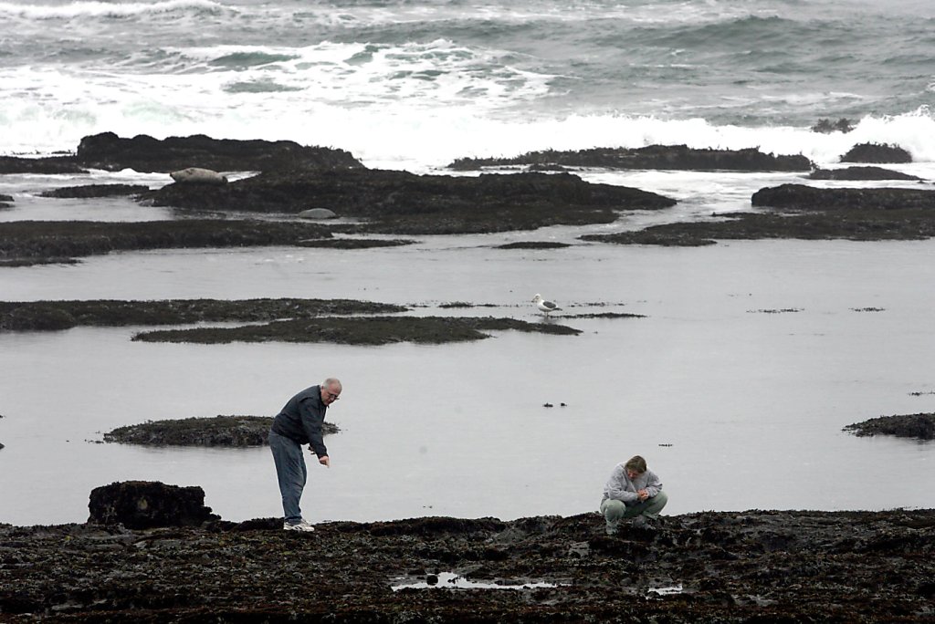 Extra low tide signals it's time for shoreline fun