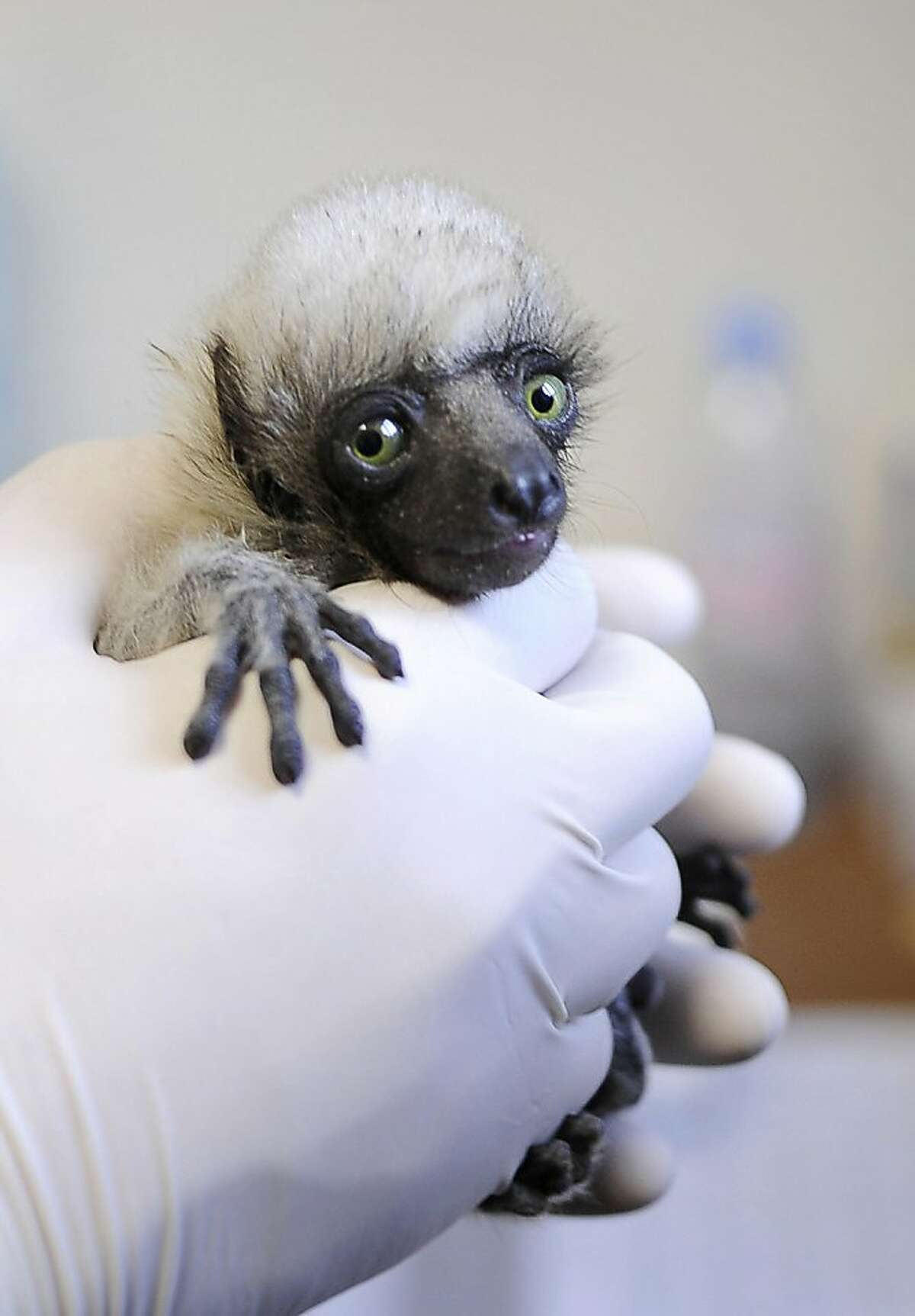 Basque Easter a time for flag-waving
