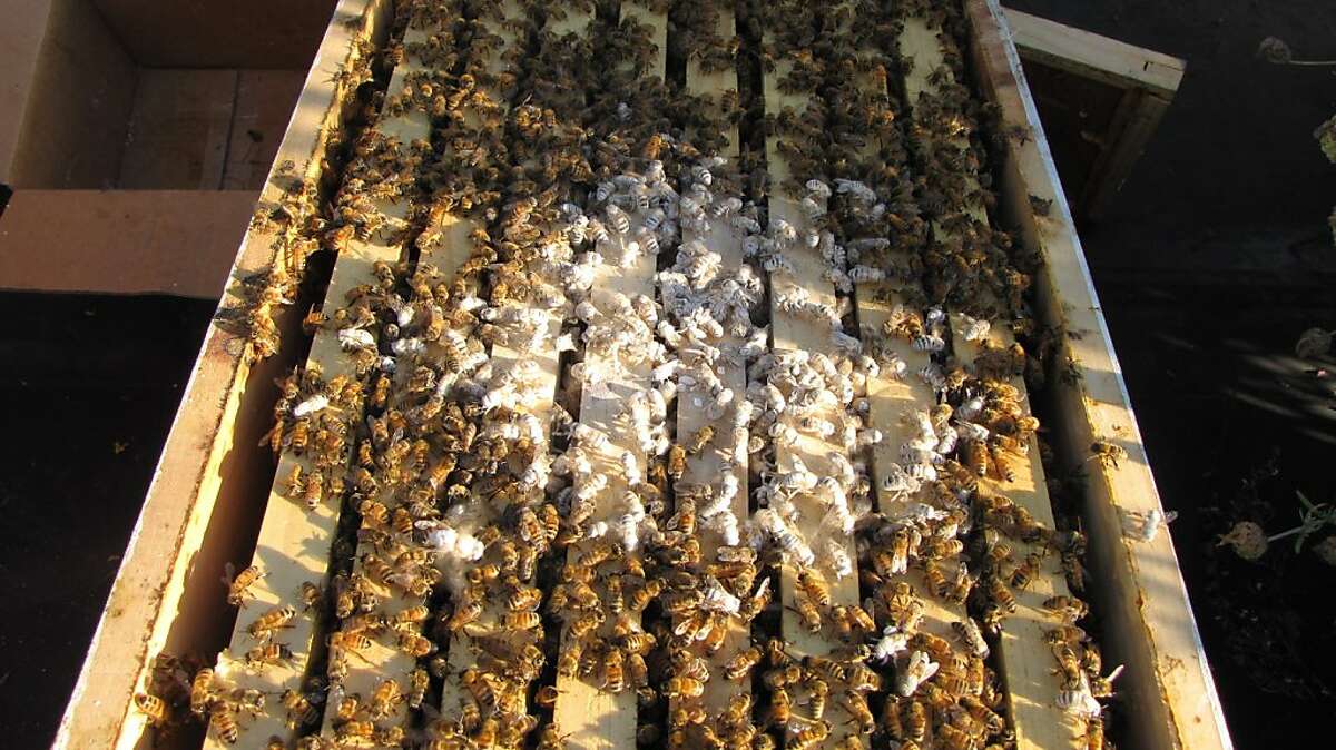 Hives' mite problem exposed by 'sugar roll'