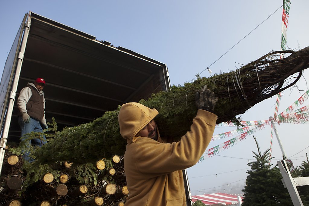 Christmas tree growers fighting for sales