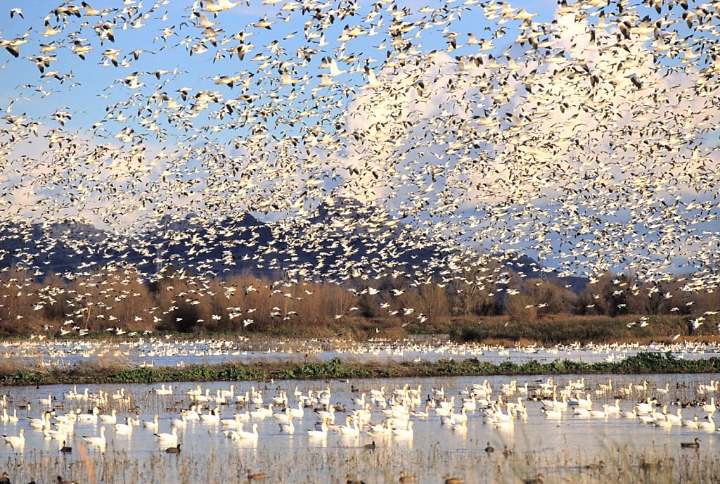Waterfowl watching season at state wetlands