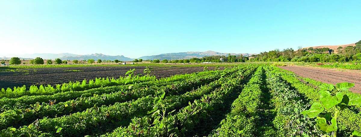 Bay Area's foodshed - from backyard to farmland