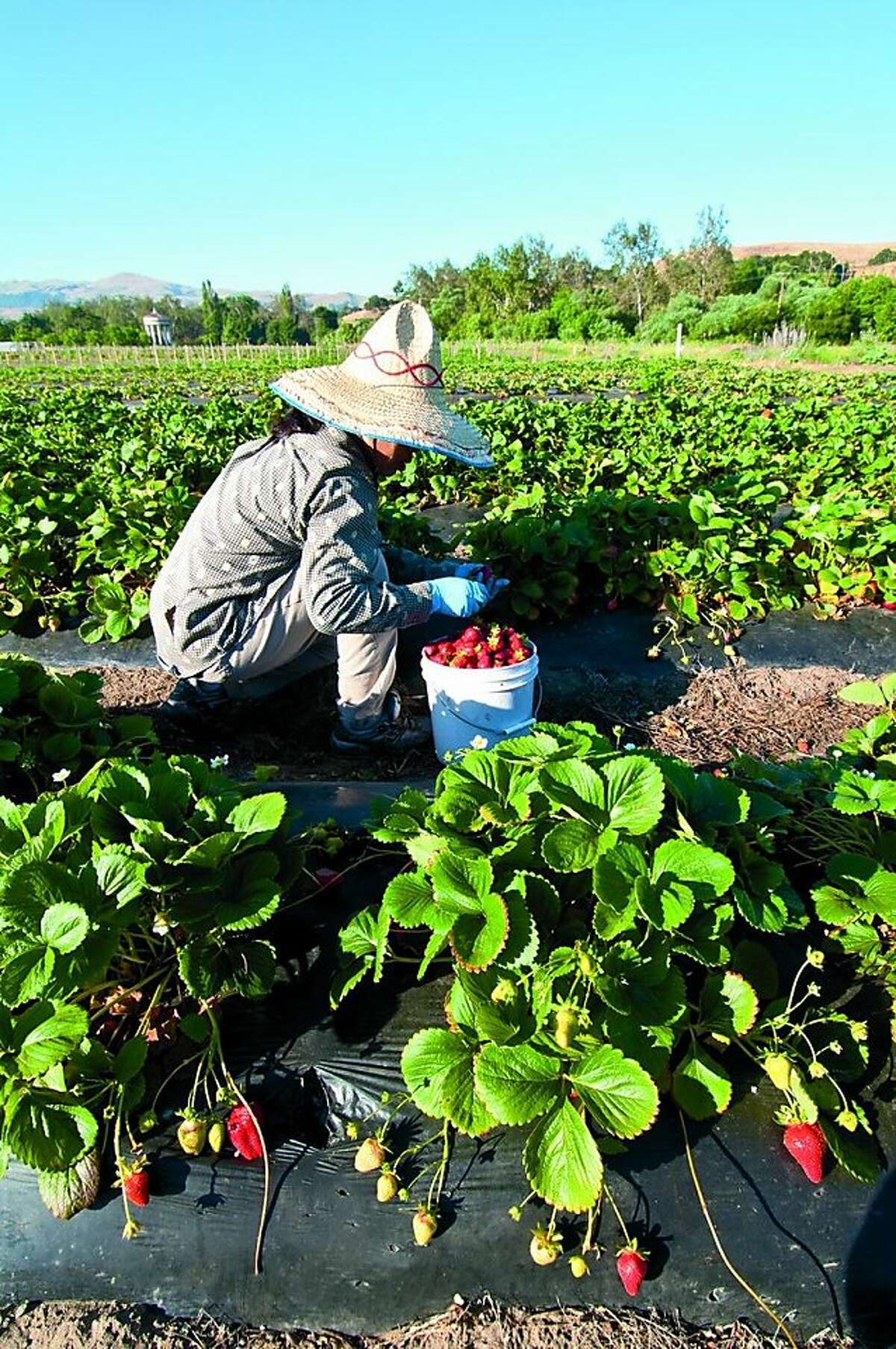 Bay Area's foodshed - from backyard to farmland