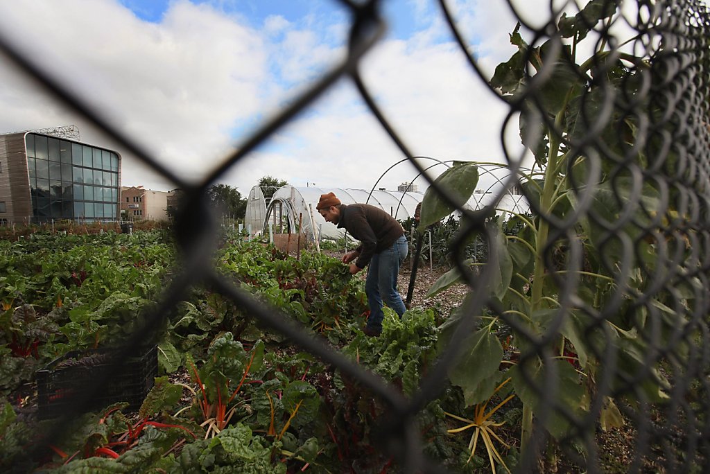 A farm in the midst of Chicago