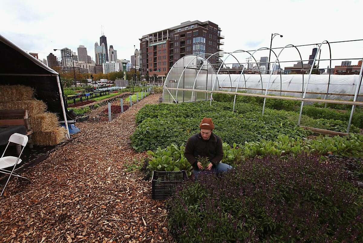 A farm in the midst of Chicago