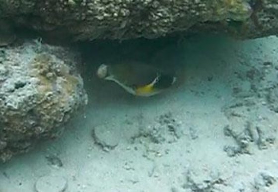 Fish known as wrasses are found to use tools