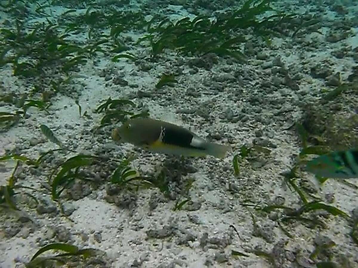 Fish known as wrasses are found to use tools