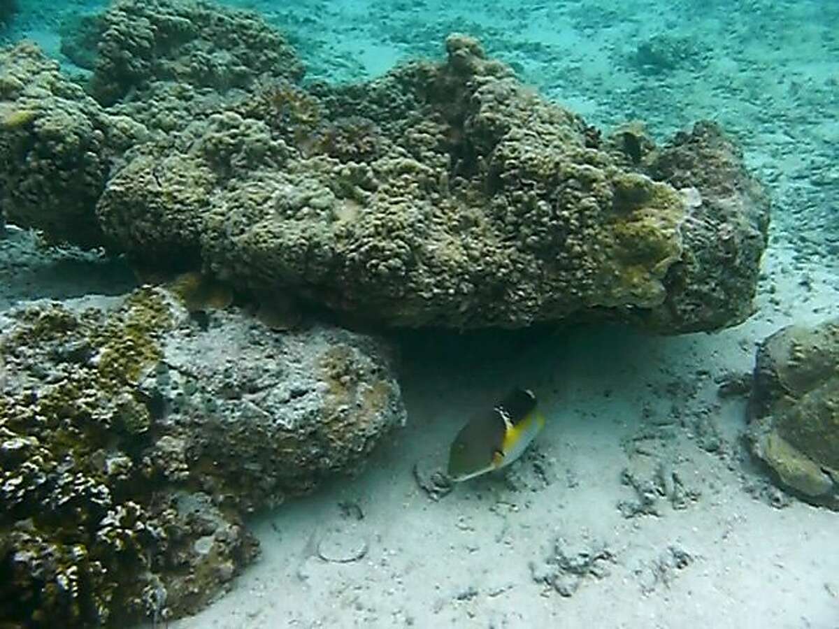 Fish known as wrasses are found to use tools