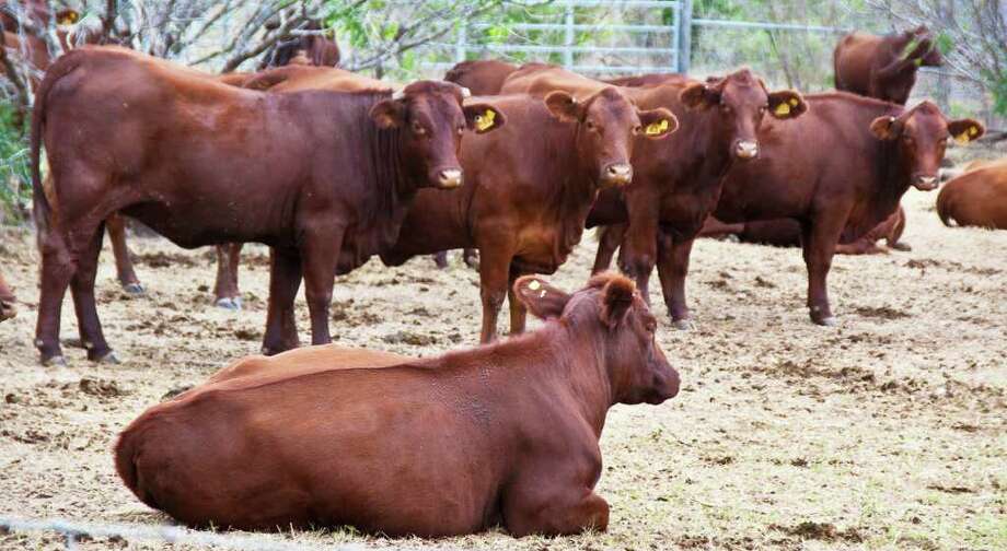 King Ranch's grand Main House, built by San Antonio architects ...