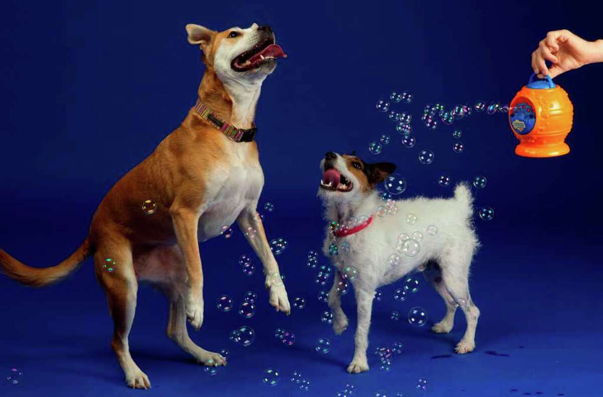 Five gift ideas for pet lovers