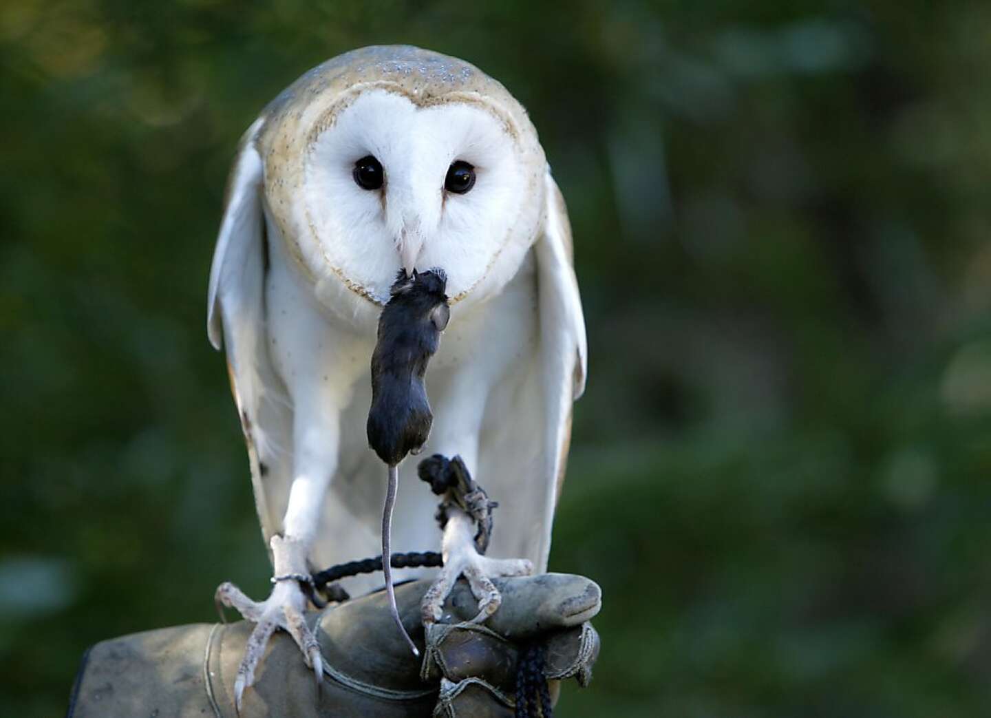 Owls used for natural pest control in San Rafael
