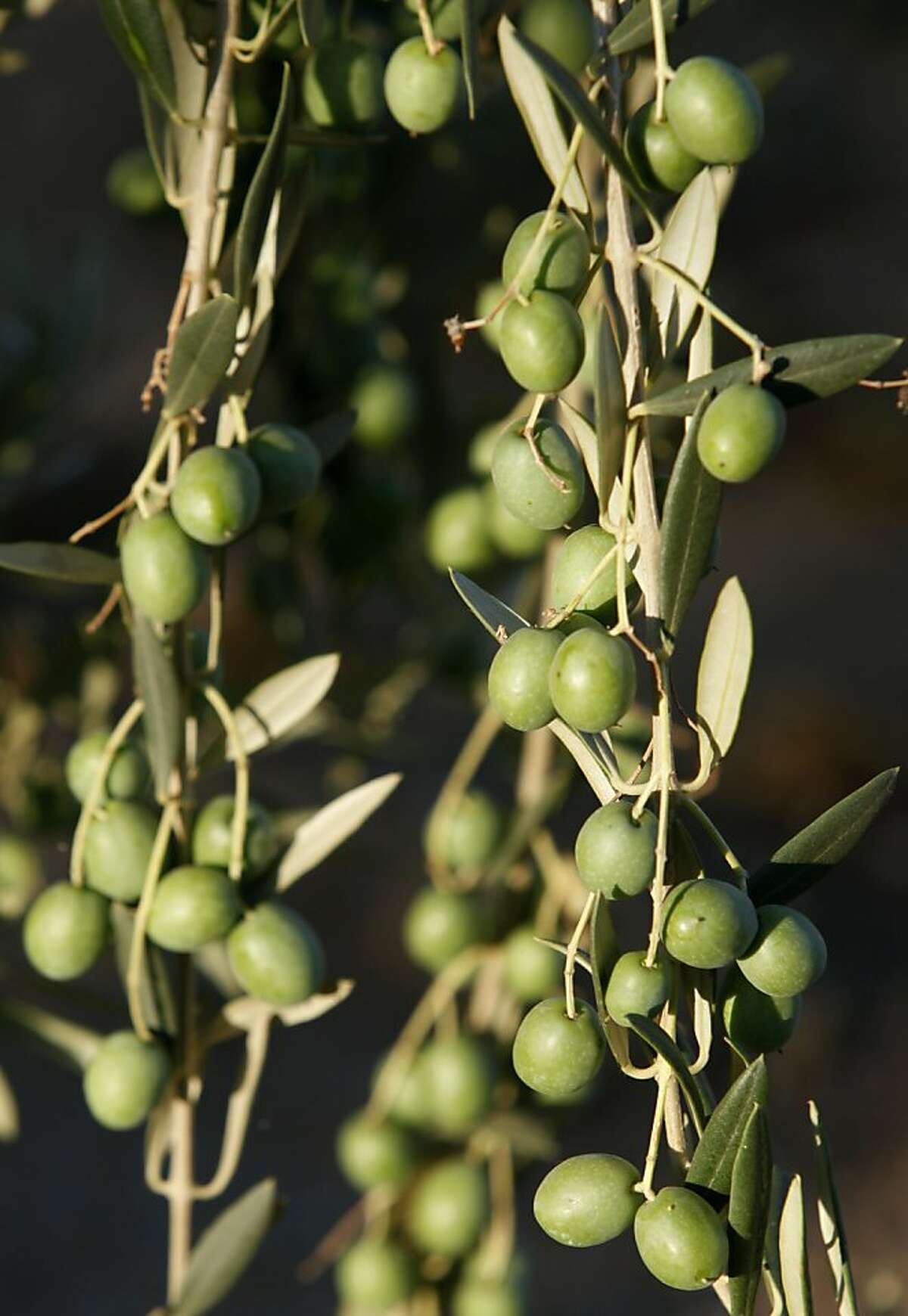 U.S. aid to Morocco worries California olive farmers
