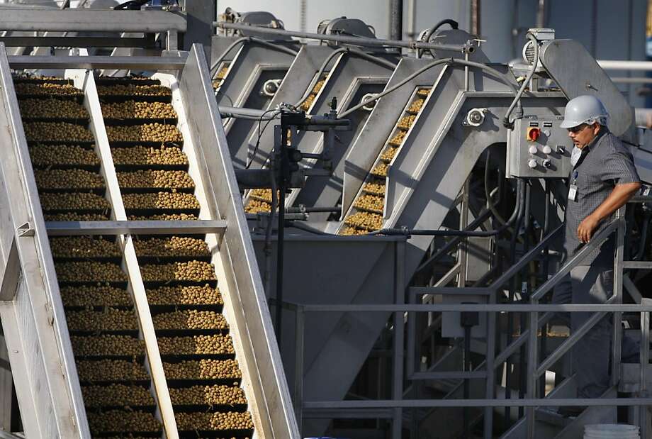 U.S. aid to Morocco worries California olive farmers - SFGate