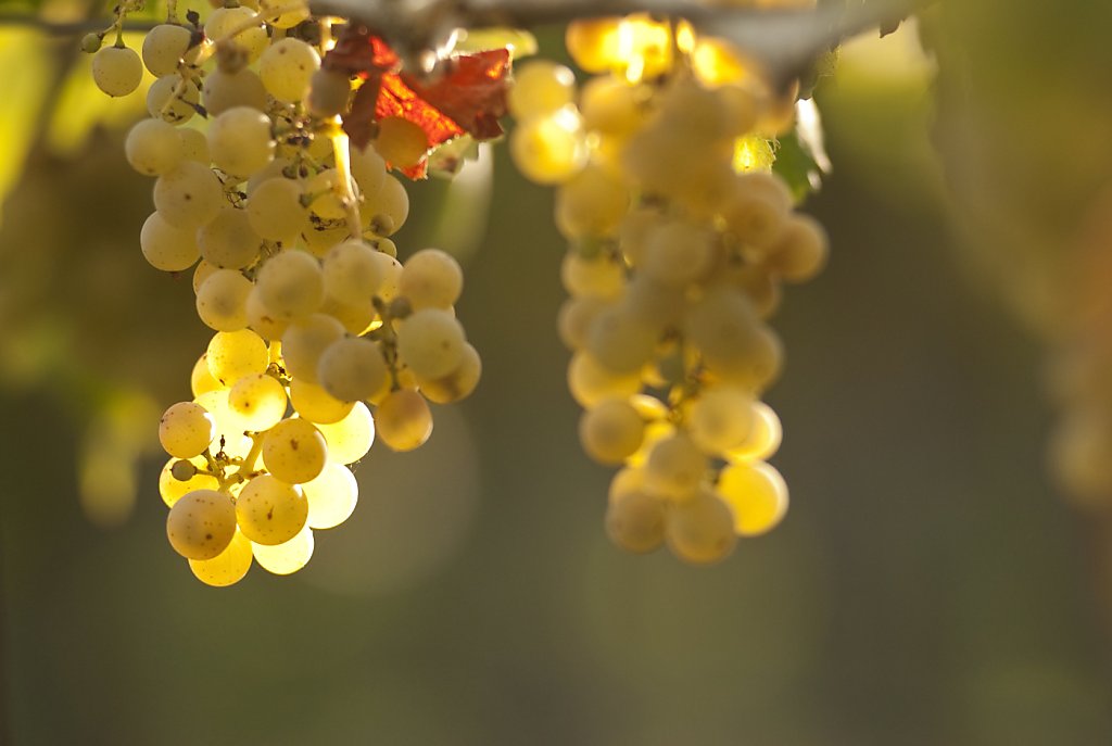 A hunt for the next great white grape