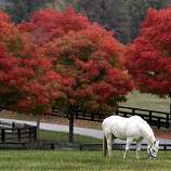 Kentucky's bluegrass region is easy to enjoy - SFGate