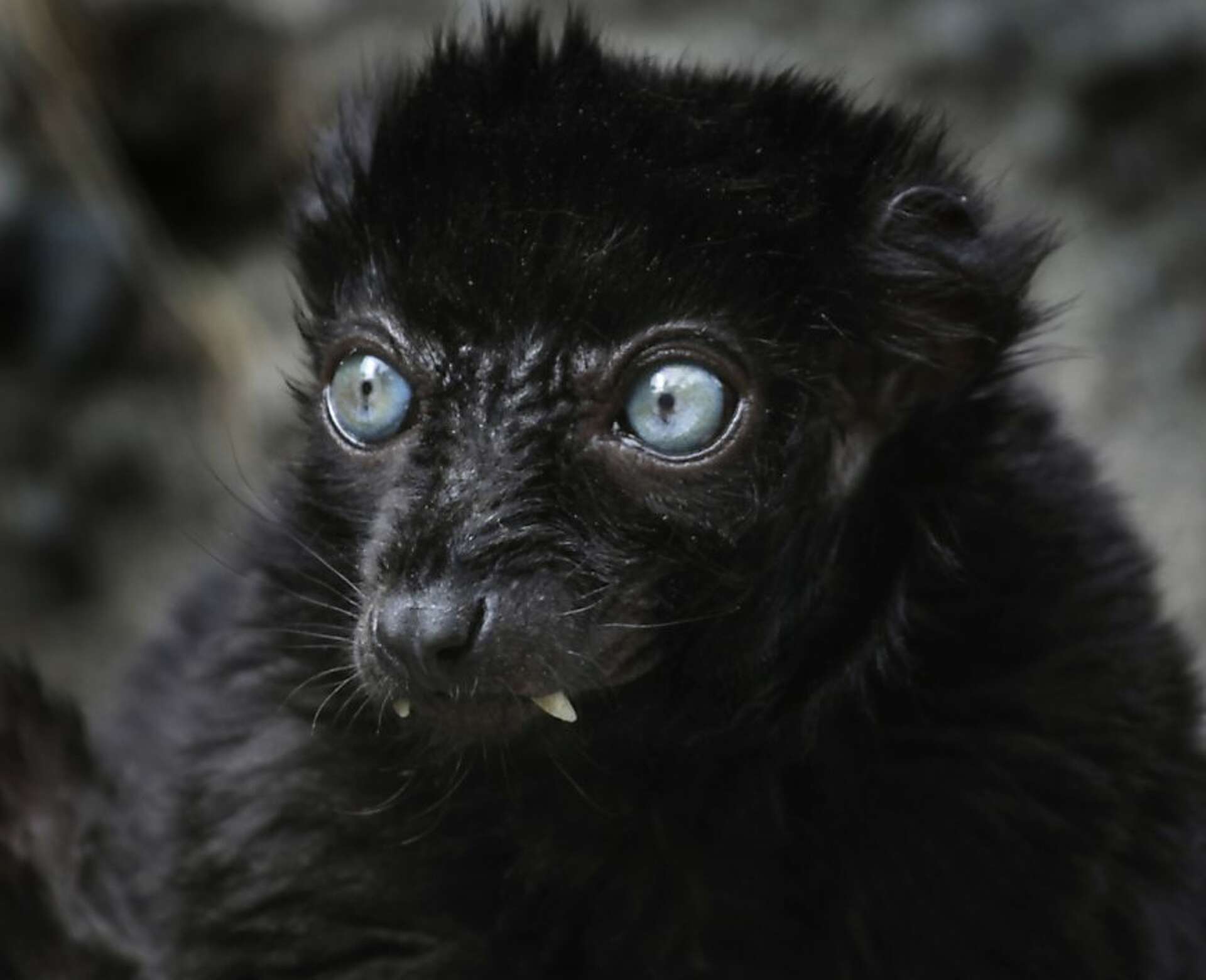 Do zoo animals forecast quakes, other disasters?
