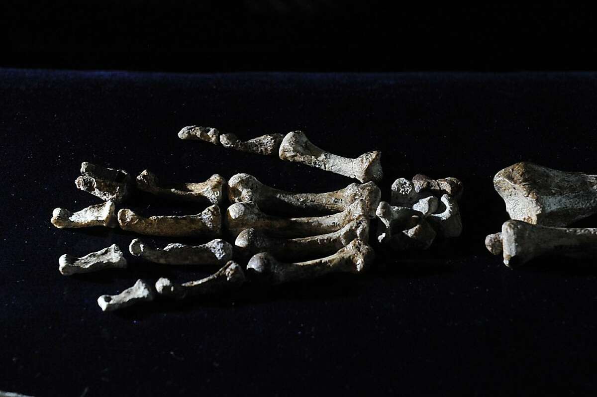 Fossil find an odd mix of ape, human