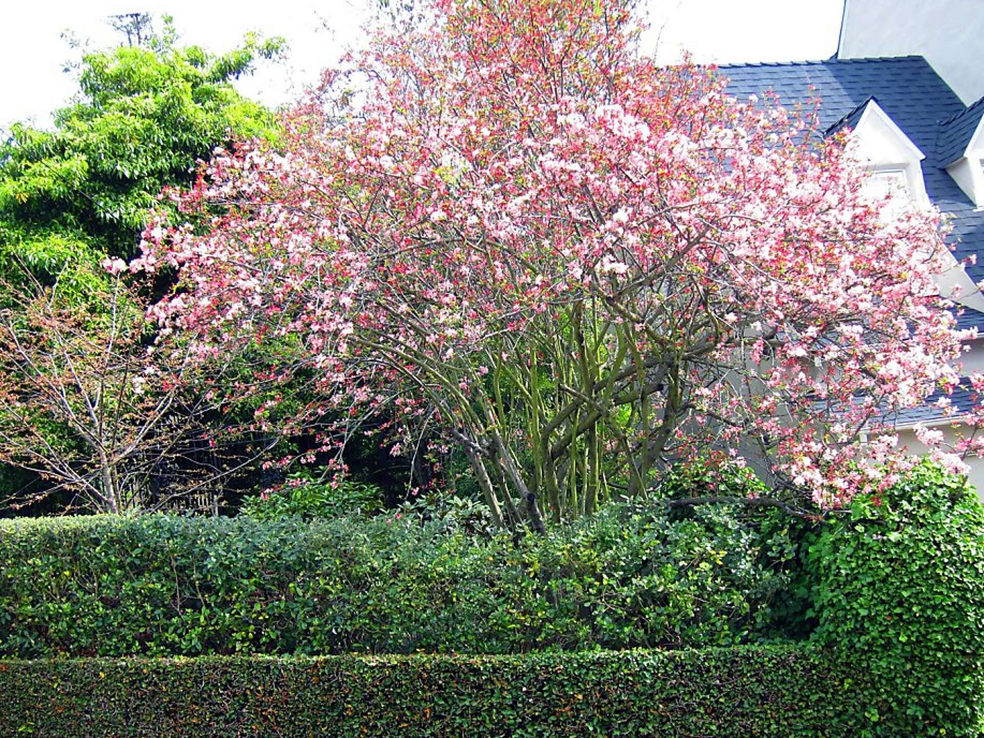 Can crabapple tree sprout Fuji apples?