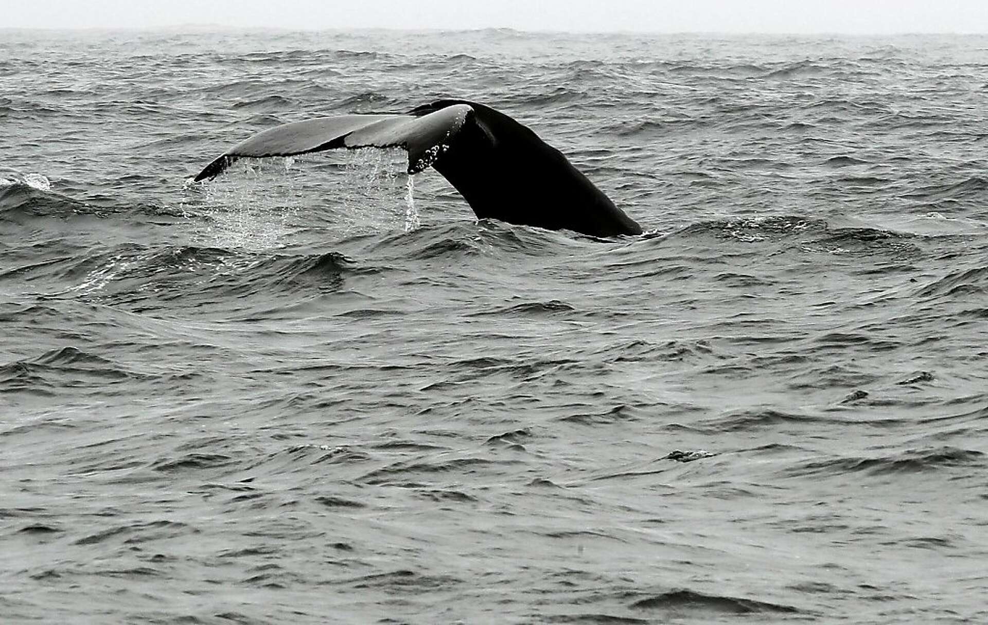 Gray whale migration arrives off coast