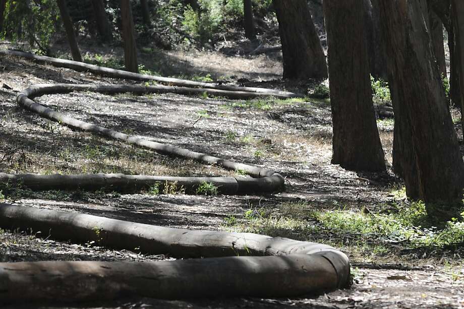 Goldsworthy plots the curves of his linking logs - SFGate