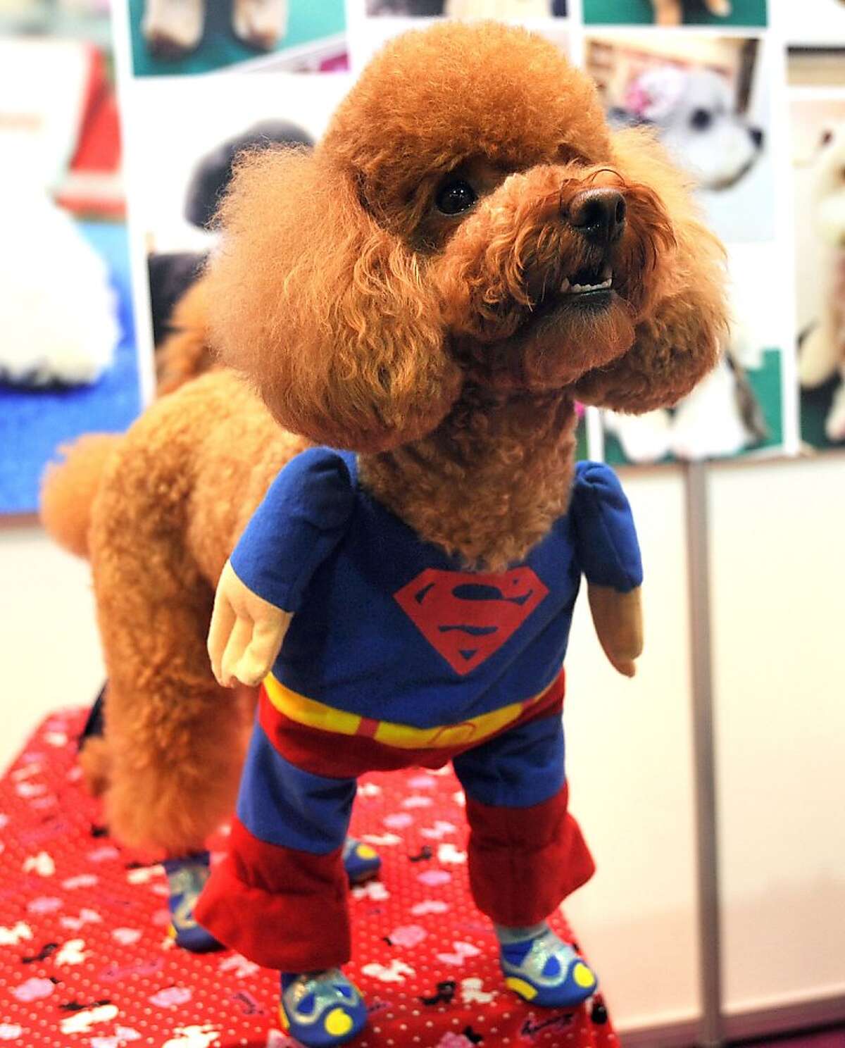 Jimmy Fallon's Halloween dogs are insanely cute and clever