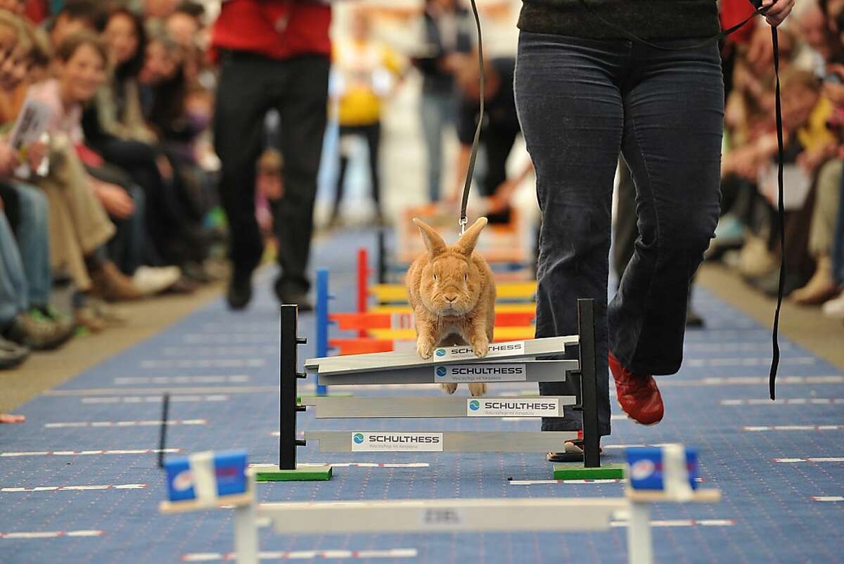 European Rabbit Hopping Championship