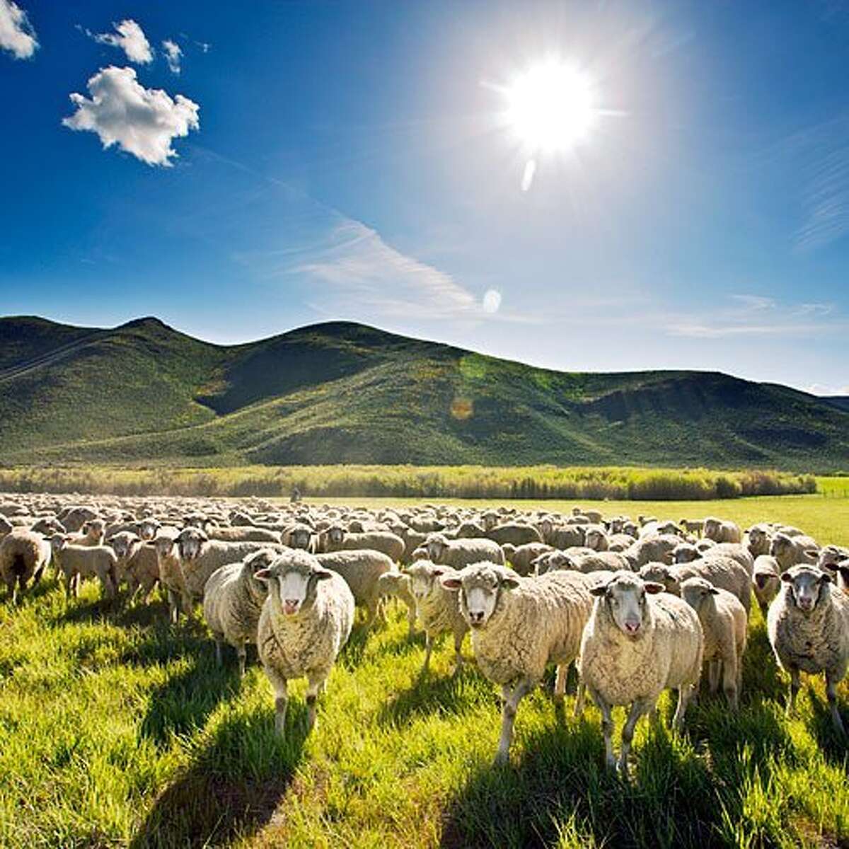 Food trips: 40 ways to dig into the West