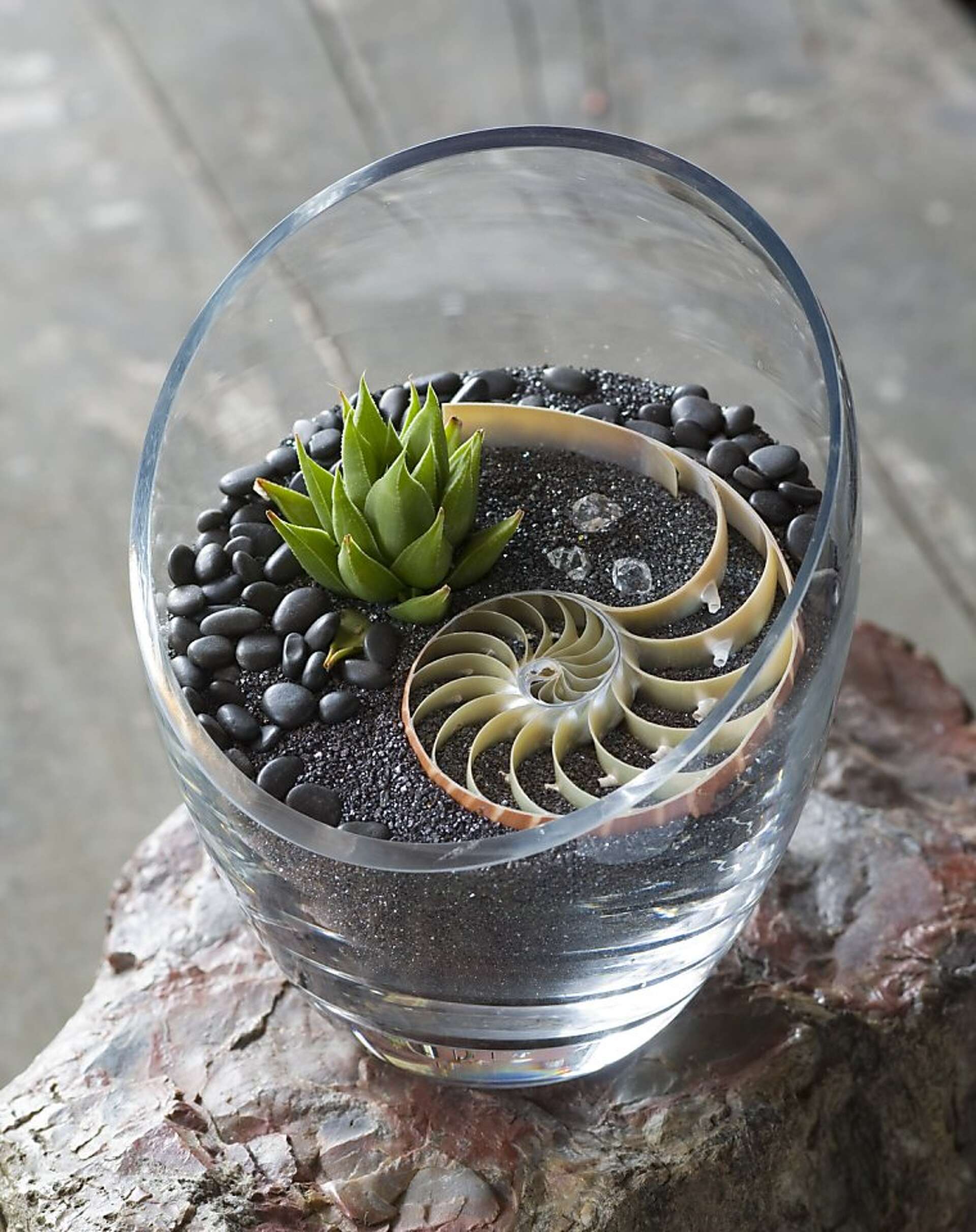 Magical seashells of fun and horror